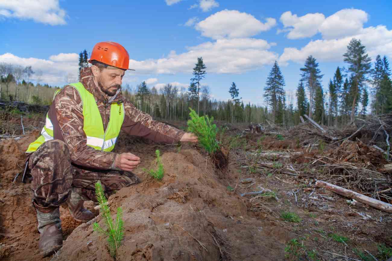 Un milliard d'arbres plantés d'ici 2030... la fausse bonne solution d ... Un milliard d'arbres plantés d'ici 2030... la fausse bonne solution d ...